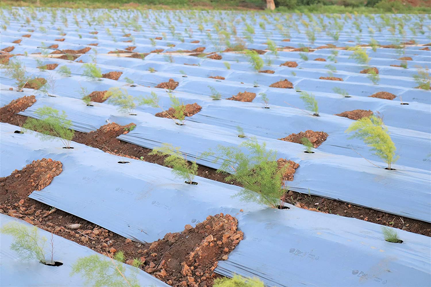 What Are The Different Types of Mulching Sheet? – Agri-Route